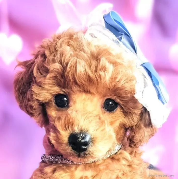 Prettey Poodle | 愛媛県のトイプードル専門ブリーダー